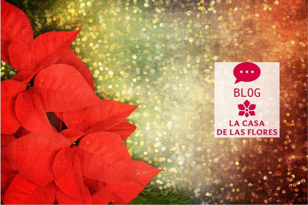 Historia De Las Flores Navideñas - LaCasadelasFlores.com